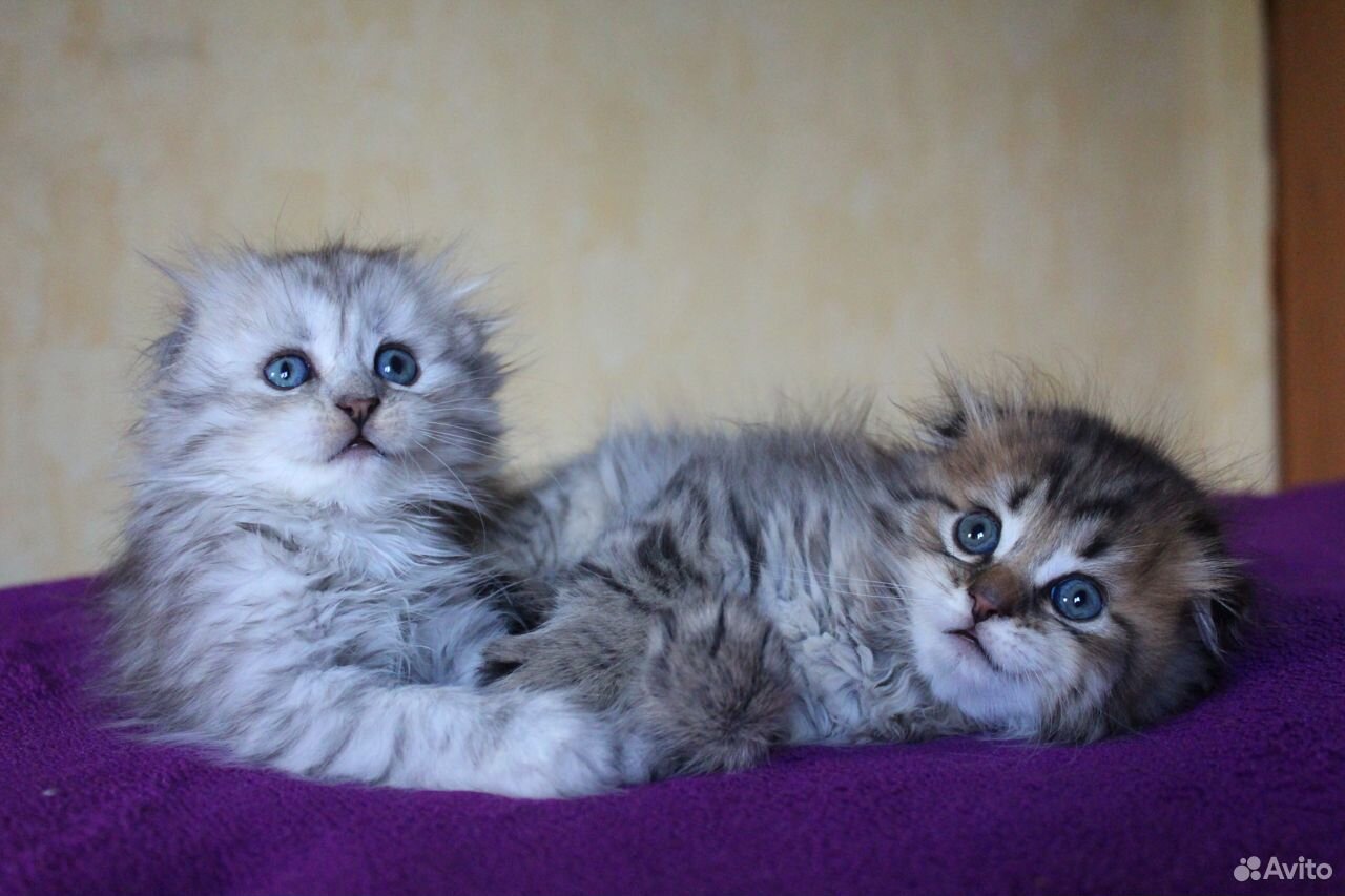 Котята хайленд фолд