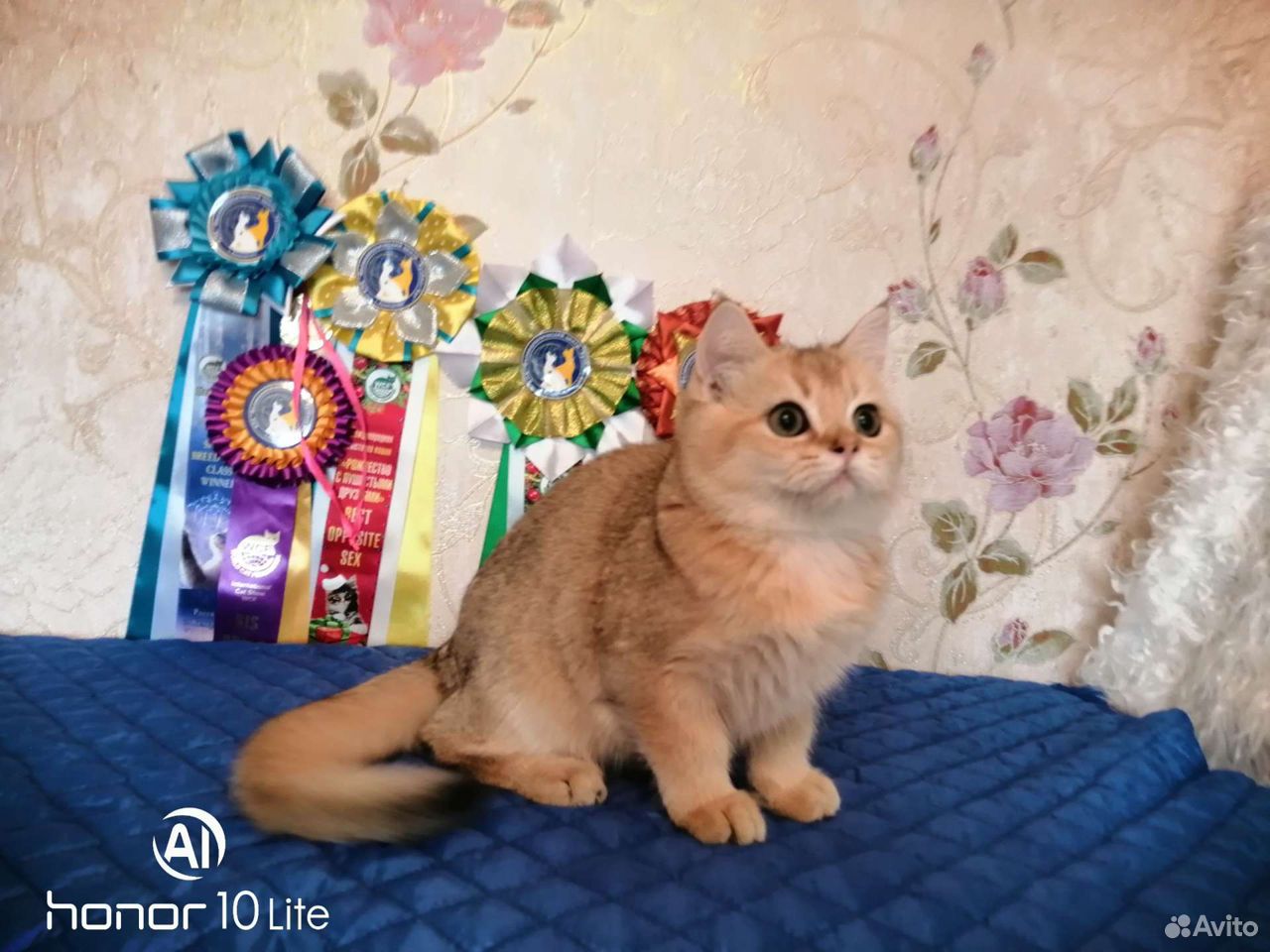 Кошка