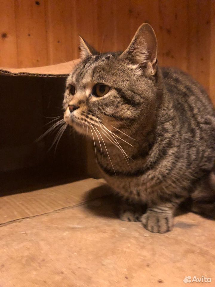 Шотландский котик мальчик 1 год