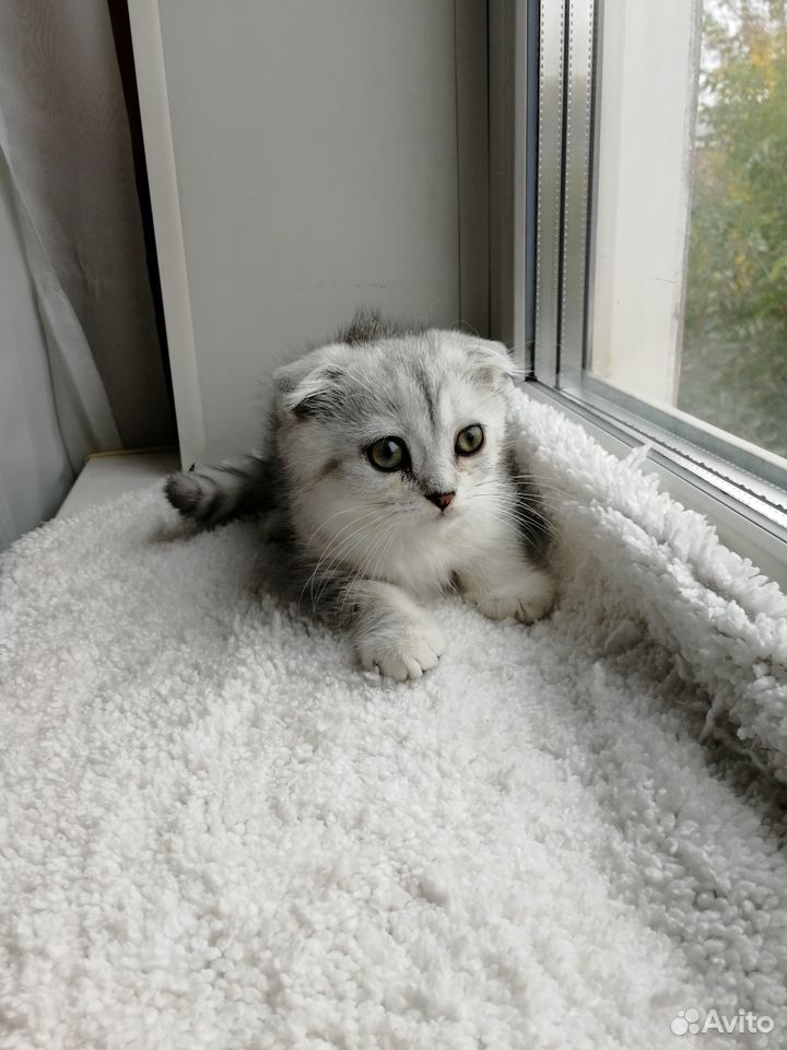 Котята