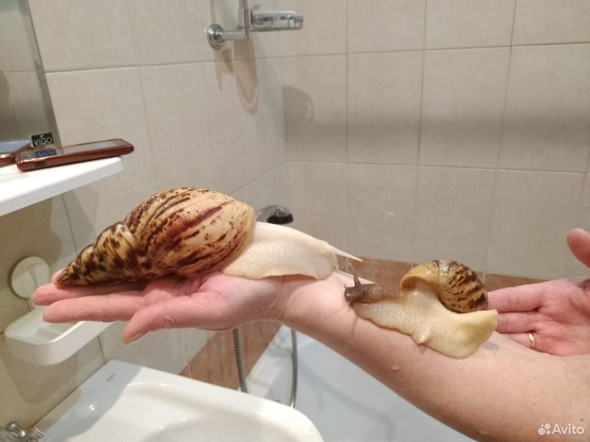 Улитка Ахатина ретикулята