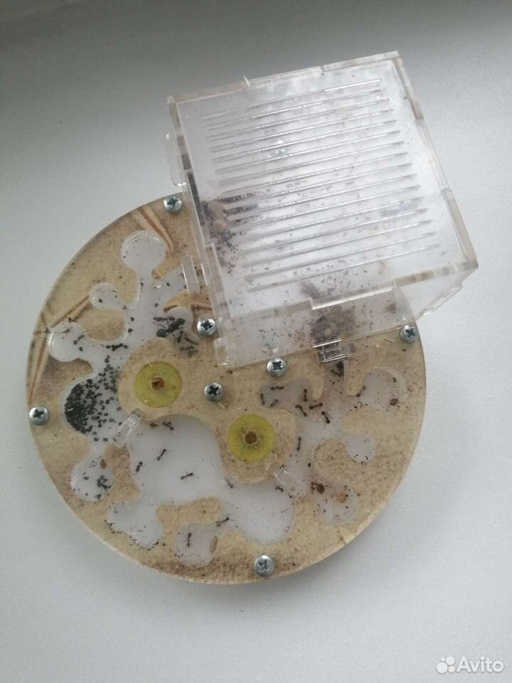 Формикарий с муравьями "жнецами"