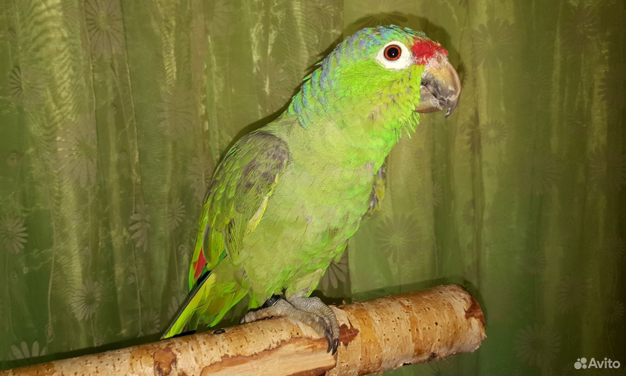 Ручной попугай Краснолобый амазон самец 5 лет