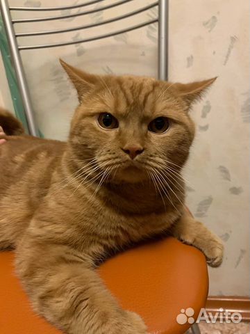 На вязку рыжий шотландец. Красавчик :)