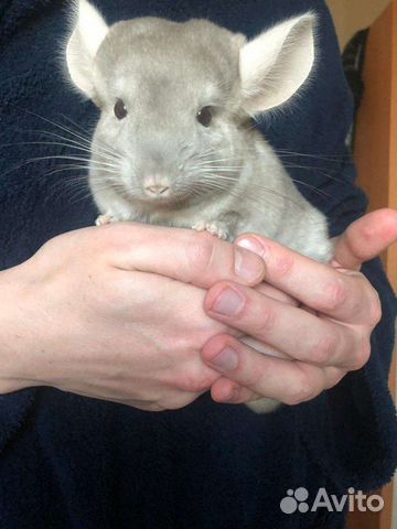 Шиншилла