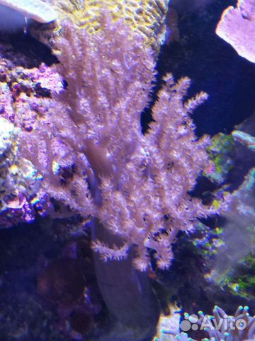 Коралл Капнела