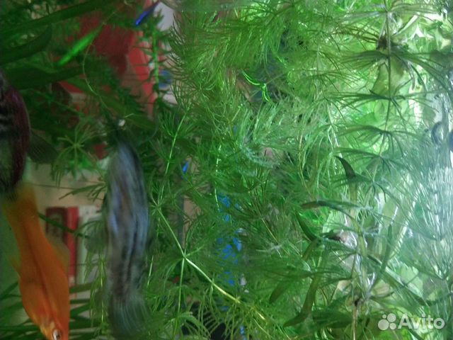 Аквариумное растение роголистник,валеснерия