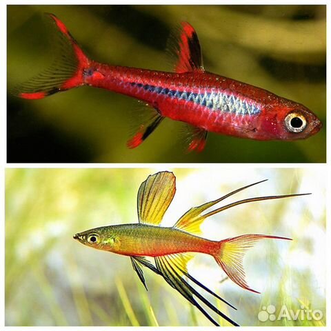 Расбора Бригитта и Ириатерина Вернера рыба