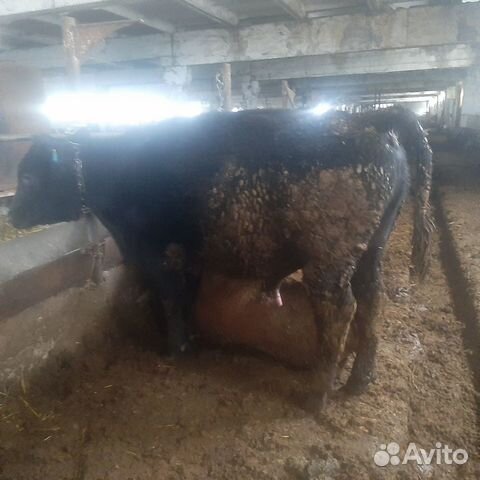 Бычки породы Абердинно Ангус и Лимузин