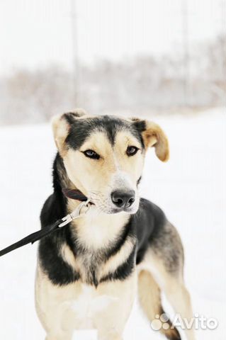 Отдам спокойную и добрую собаку