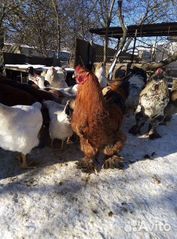 Куры петухи брама