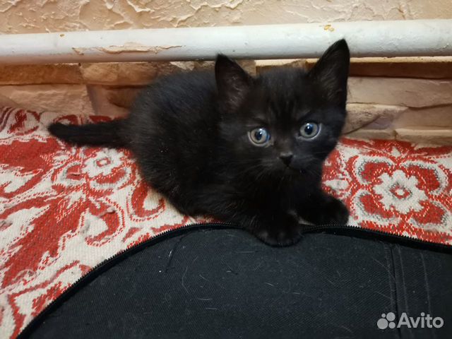 Дочка шотландской вислоухой ищет хозяев