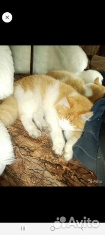 Кот