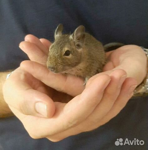 Дегу