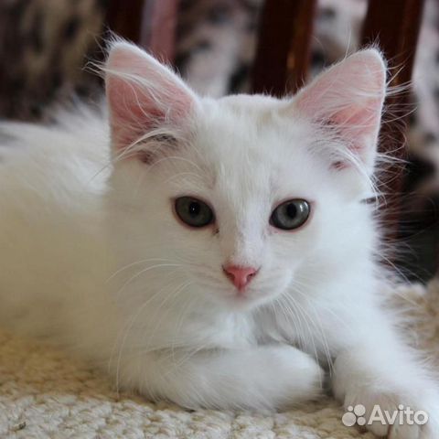 Ангорские котята