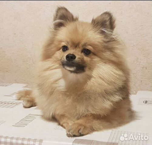 Шпиц малый соболиного окраса