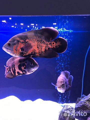 Астронотус гигант с тигровой окраской