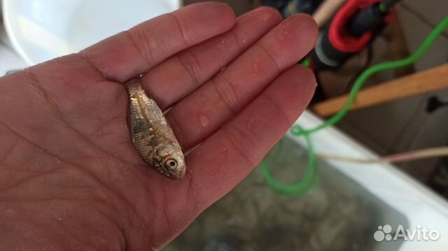 Карась живец