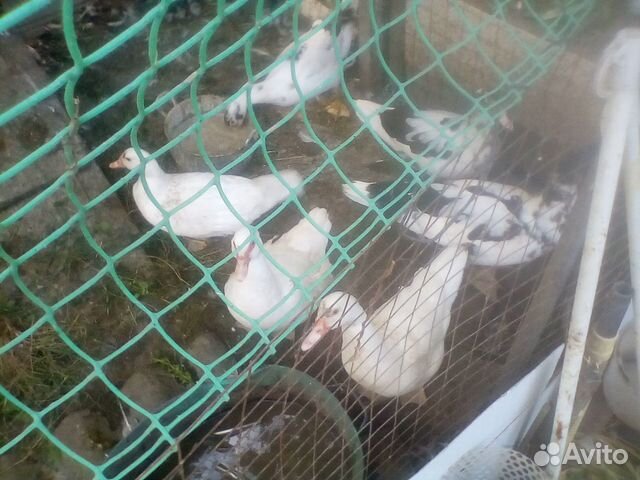 Молодые индоутки