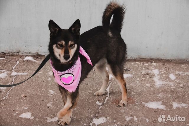 Метис пинчера Соня в добрые руки