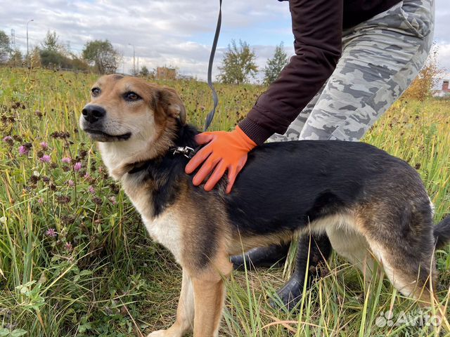 В добрые руки, полупородистая Марта