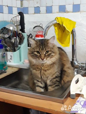 Тимка картинка