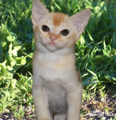 Бронирование котят