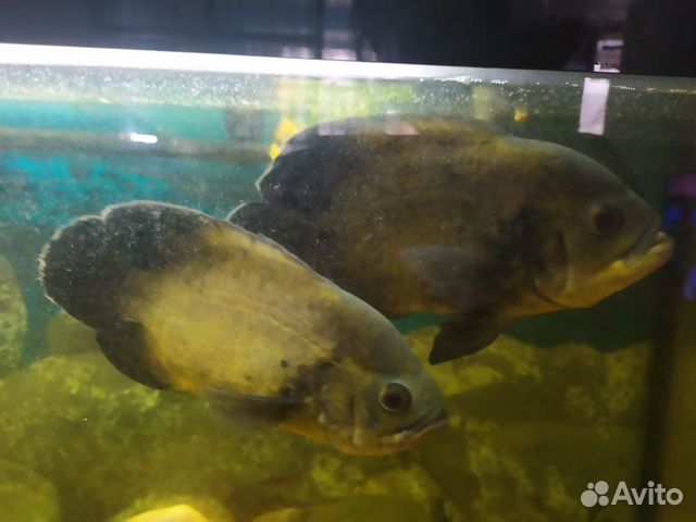 Астронотусы