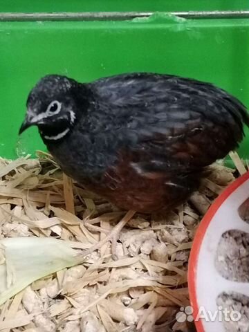 Китайский расписной перепел