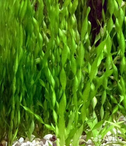 Валлиснерия спиральная (vallisneria spiralis)