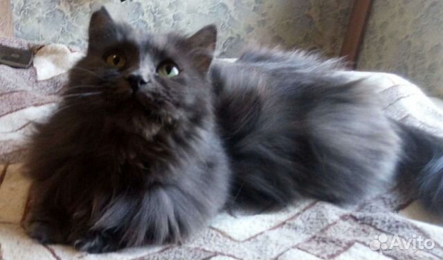 Дымчатая пушистая кошечка