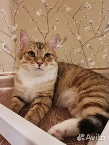 Умные юные коты