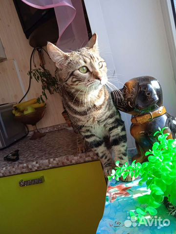 Ищем мальчика