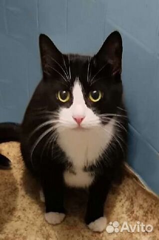 Кошка Муся 9 лет