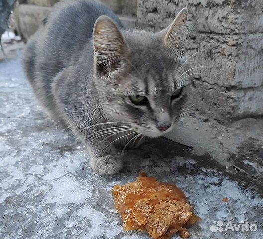 Кошка вытащила из затоплен подвала котят