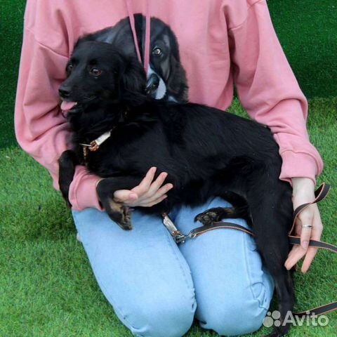 Собачка в добрые руки