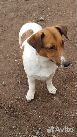 Девочка Джек Рассел терьер