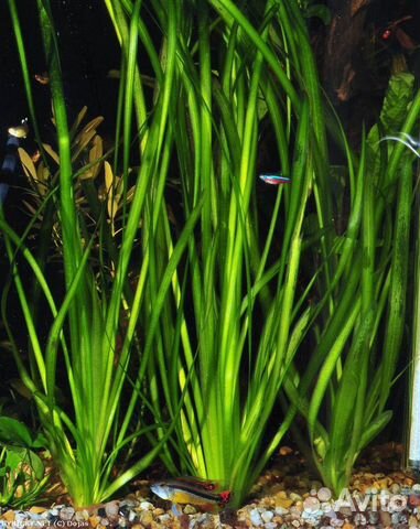Красивая валлиснерия в ваш аквариум
