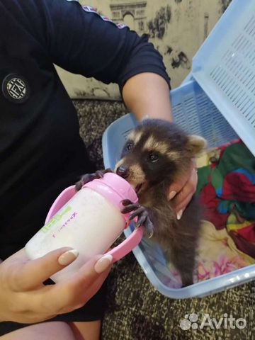 Щенки енота