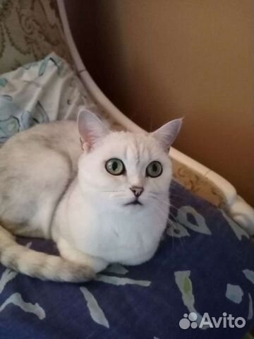 Кошка Scottish fold straight