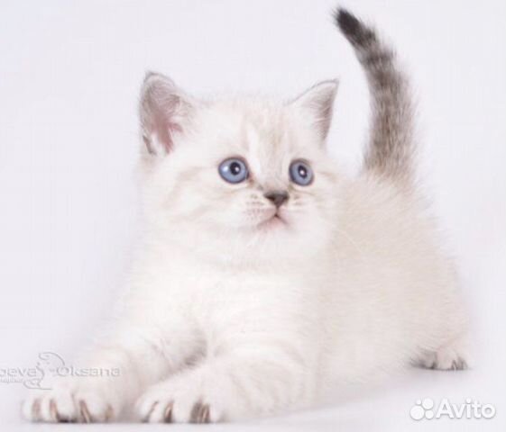 Британская кошечка колор поинт синие глазки