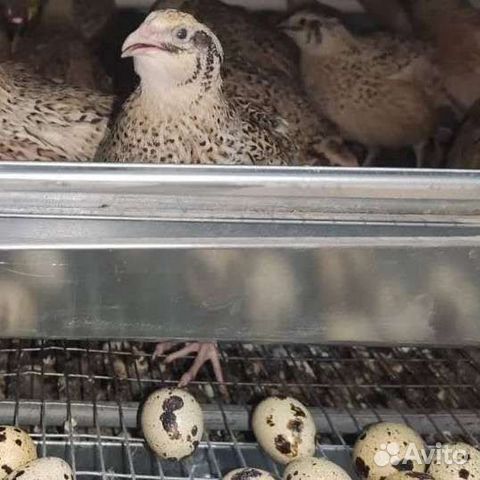 Перепела под ключ с клеткой на 25