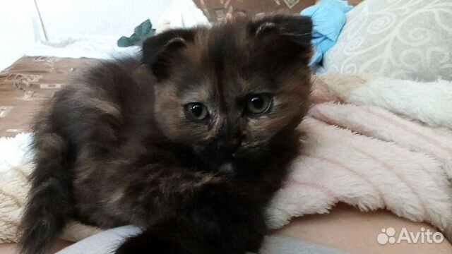 Котята британцы и шотландцы