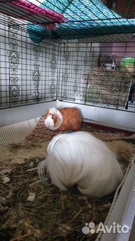 Морская свинки и клетка отдам