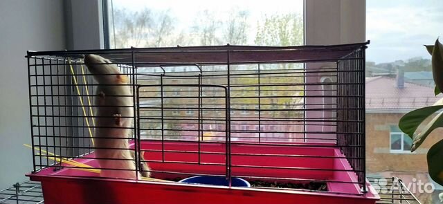 Крысы с клеткой