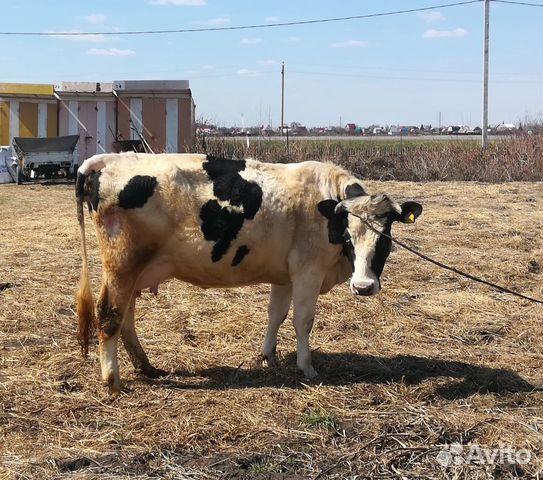 Продам корову