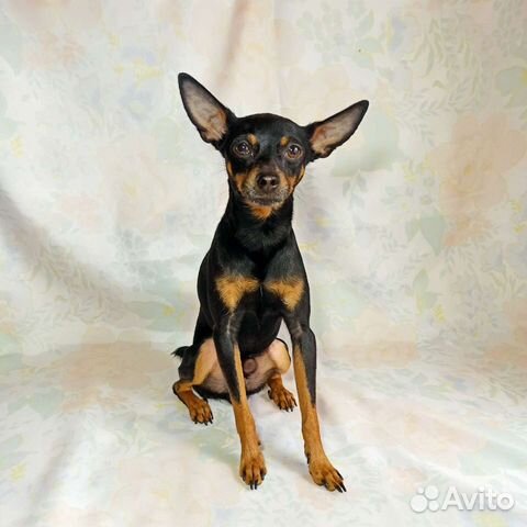 Той-терьер потерялся