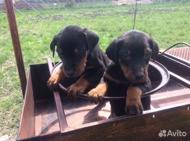 Доберманчики мальчик и девочка