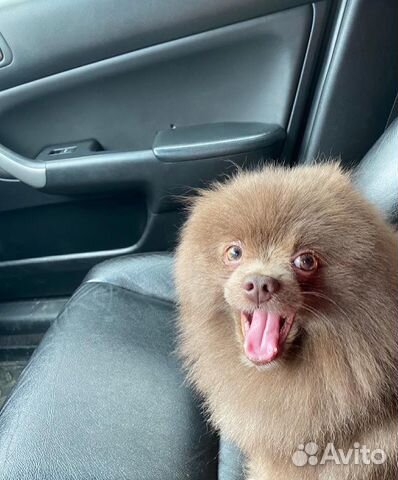 Малый шпиц,кобель,3года