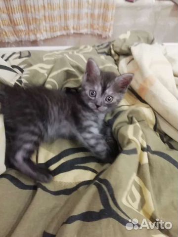 Котенок британец